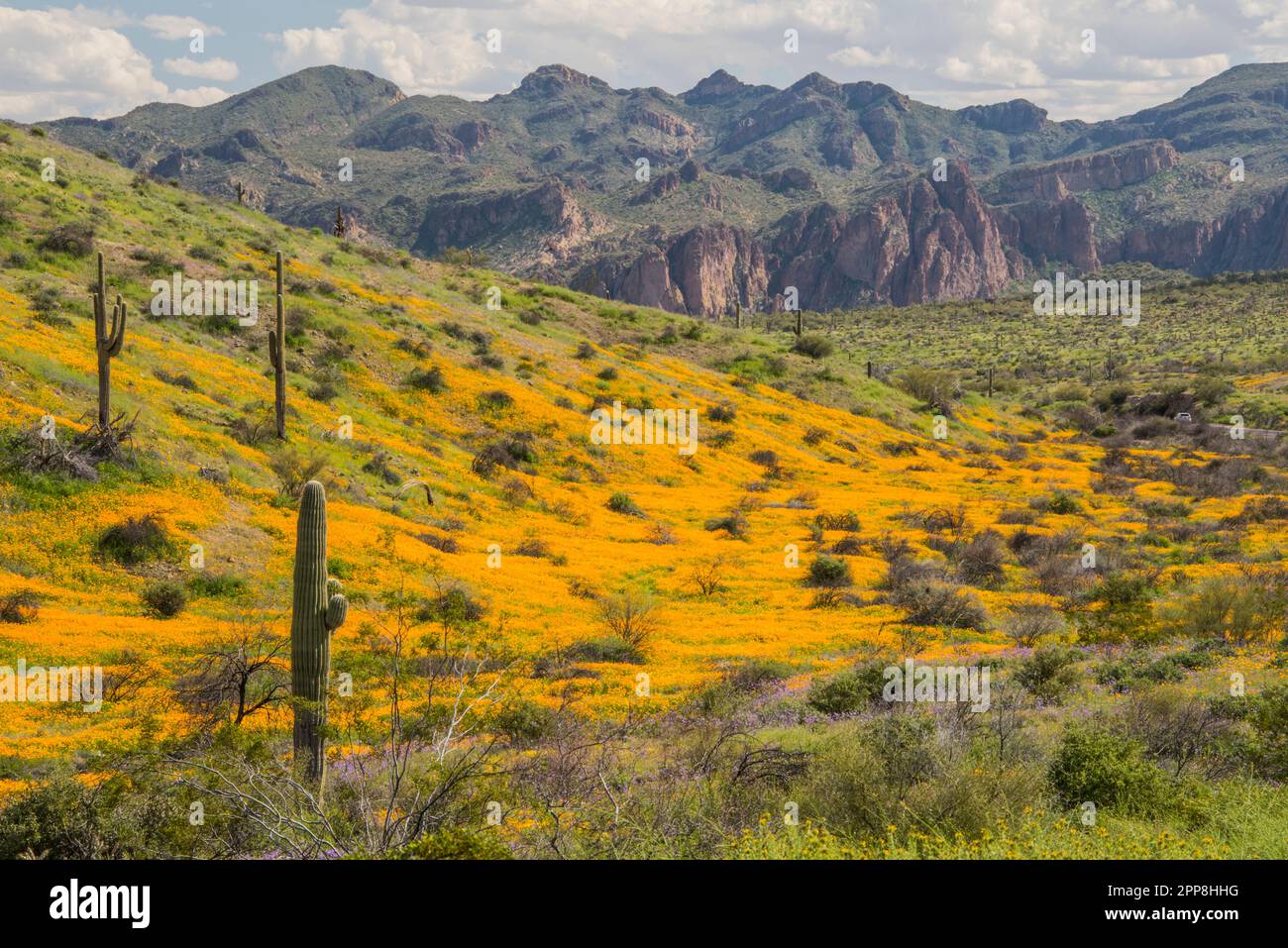 Scenic landscape of wildflower, Mexican poppy, superbloom, Bush Highway ...