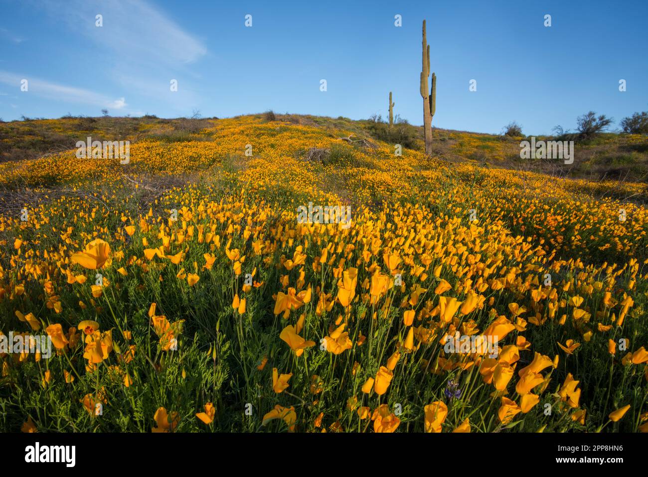 Scenic landscape of wildflower, Mexican poppy, superbloom, Bush Highway ...