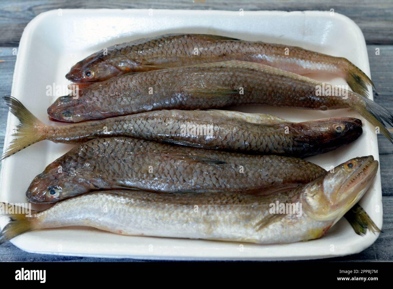 Saurida undosquamis, the brushtooth lizardfish, large-scale grinner or ...