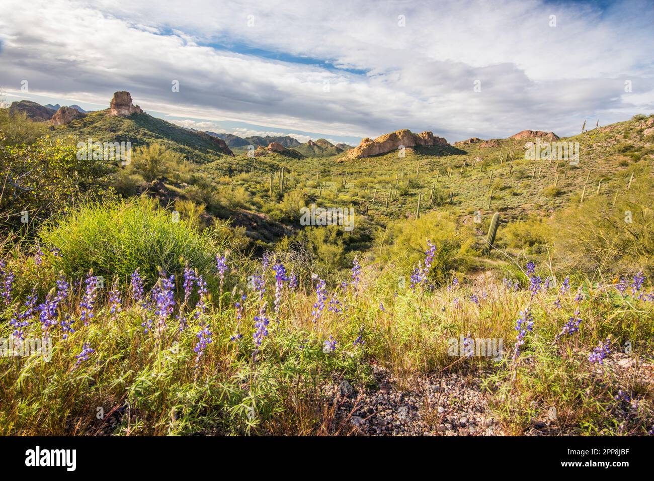 Scenic Landscape View Along Historic Apache Trail To Tortilla Flat
