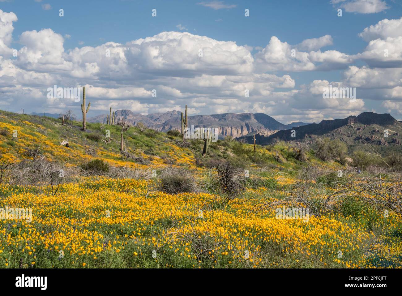 Scenic landscape of wildflower, Mexican poppy, superbloom, Bush Highway ...