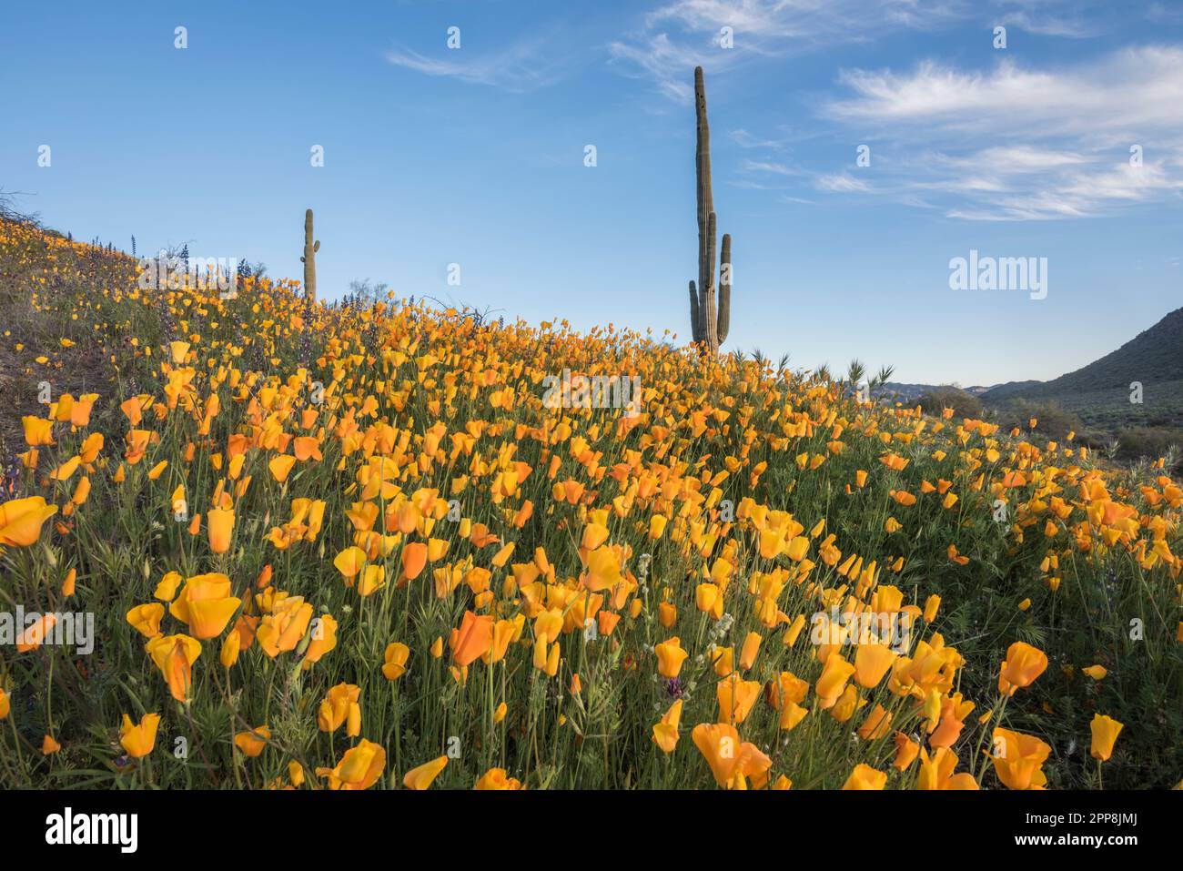 Scenic landscape of wildflower, Mexican poppy, superbloom, Bush Highway ...