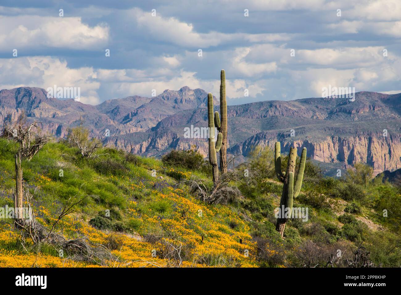 Scenic Landscape of Sonoran Desert in springtime, Lower Salt River ...