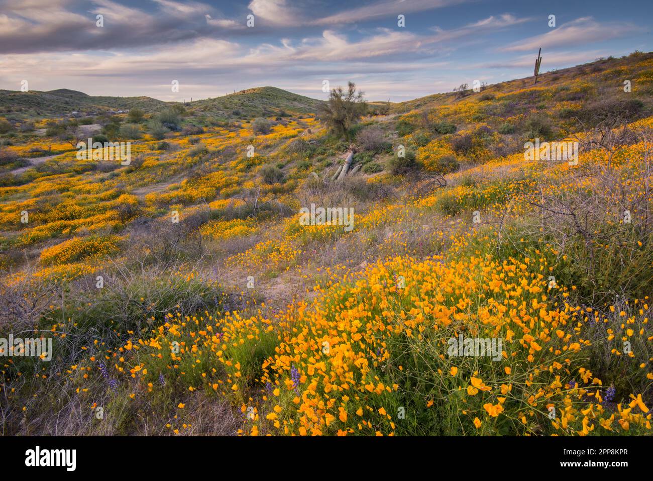 Scenic landscape of wildflower, Mexican poppy, superbloom, Bush Highway ...