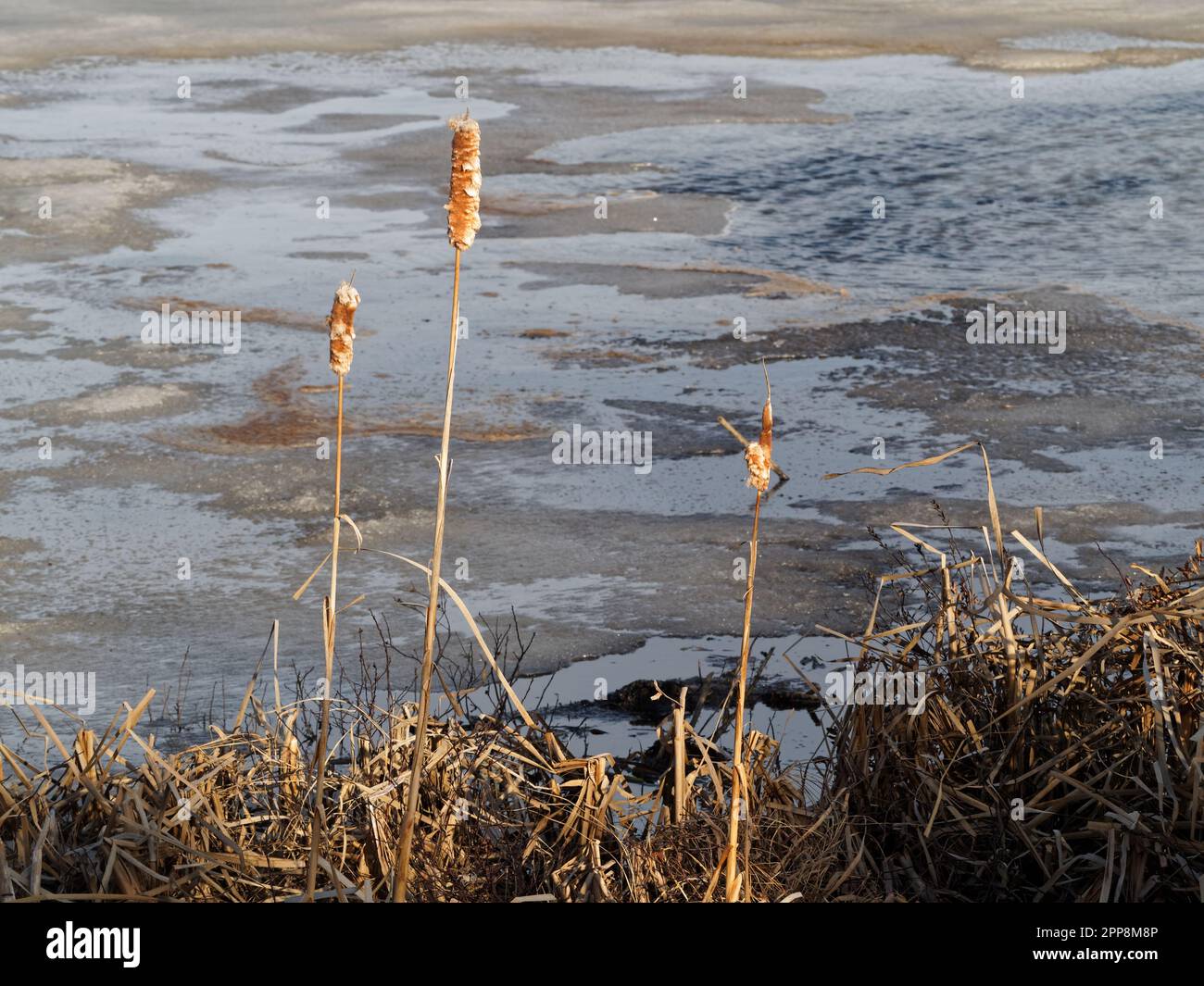 Spring cattails hi-res stock photography and images - Alamy