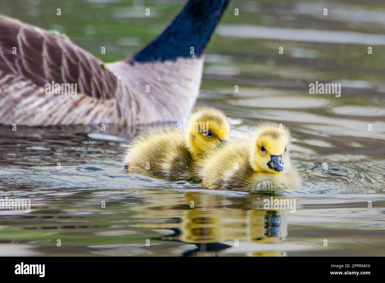 A pair of Canada goose goslings, Branta canadensis, swimming in a ...