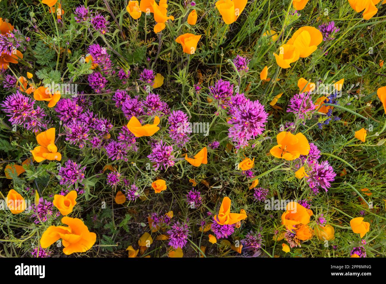 Macro close up of flowers in wildflower superbloom, 2023, Bush Highway ...