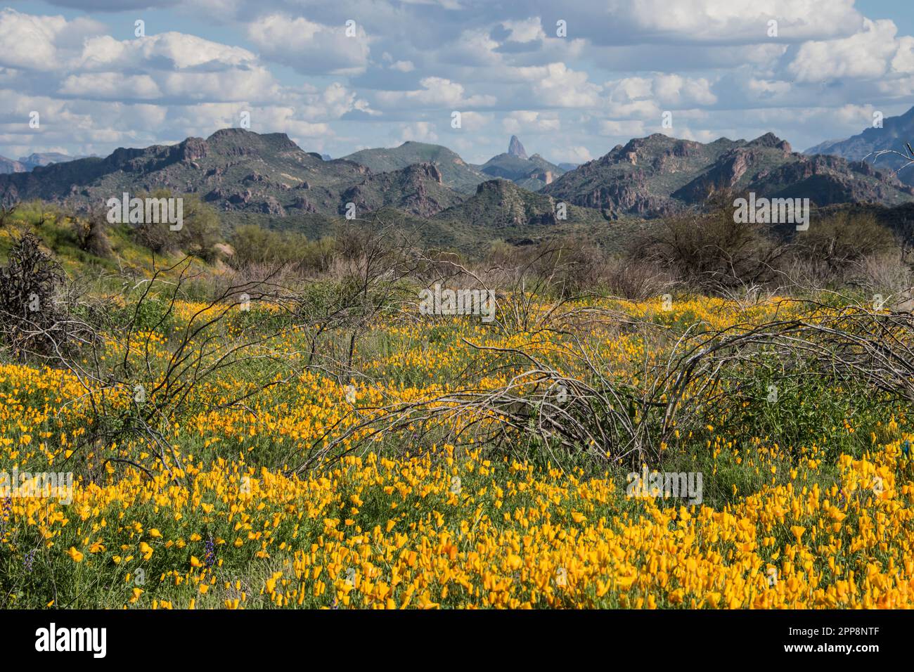 Scenic landscape of wildflower, Mexican poppy, superbloom, Bush Highway ...