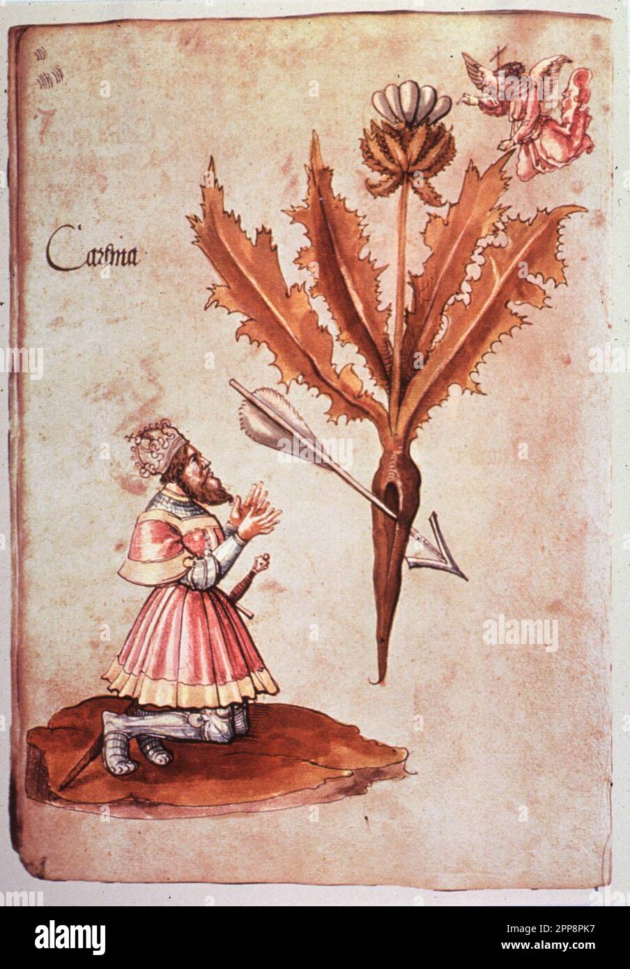 Plants of Medicinal Value to Particular Human Body Parts Stock Photo ...
