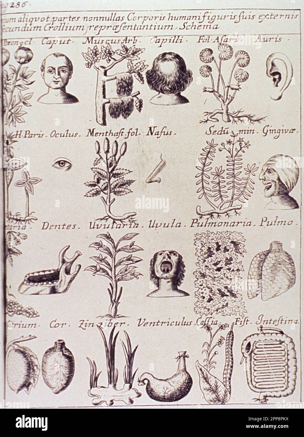 Plants of Medicinal Value to Particular Human Body Parts Stock Photo ...