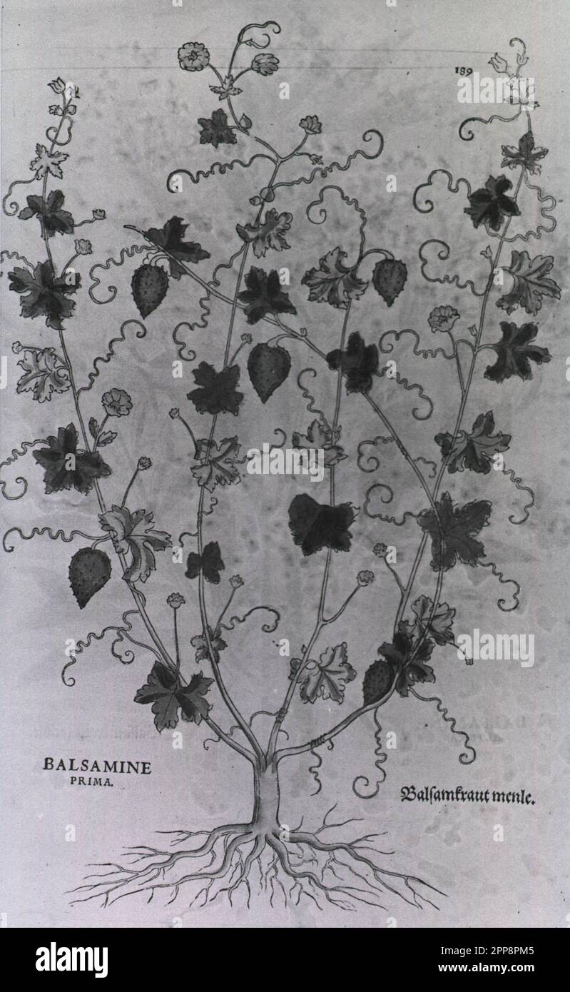 Plants of Medicinal Value to Particular Human Body Parts Stock Photo ...