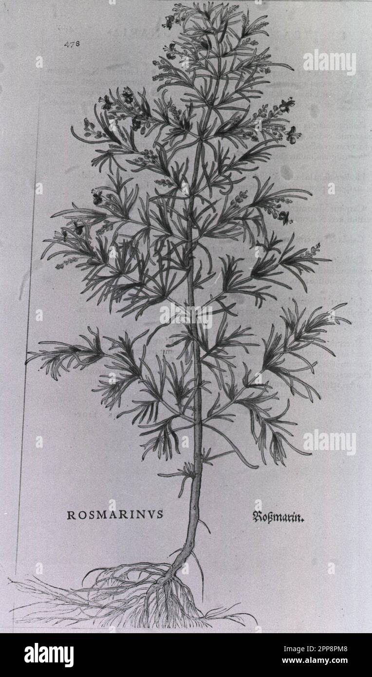 Plants of Medicinal Value to Particular Human Body Parts Stock Photo ...