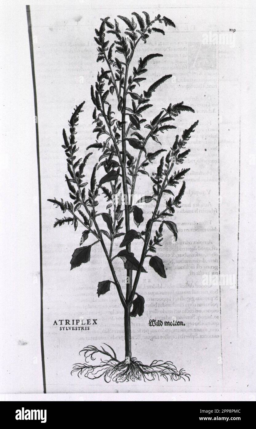 Plants of Medicinal Value to Particular Human Body Parts Stock Photo ...