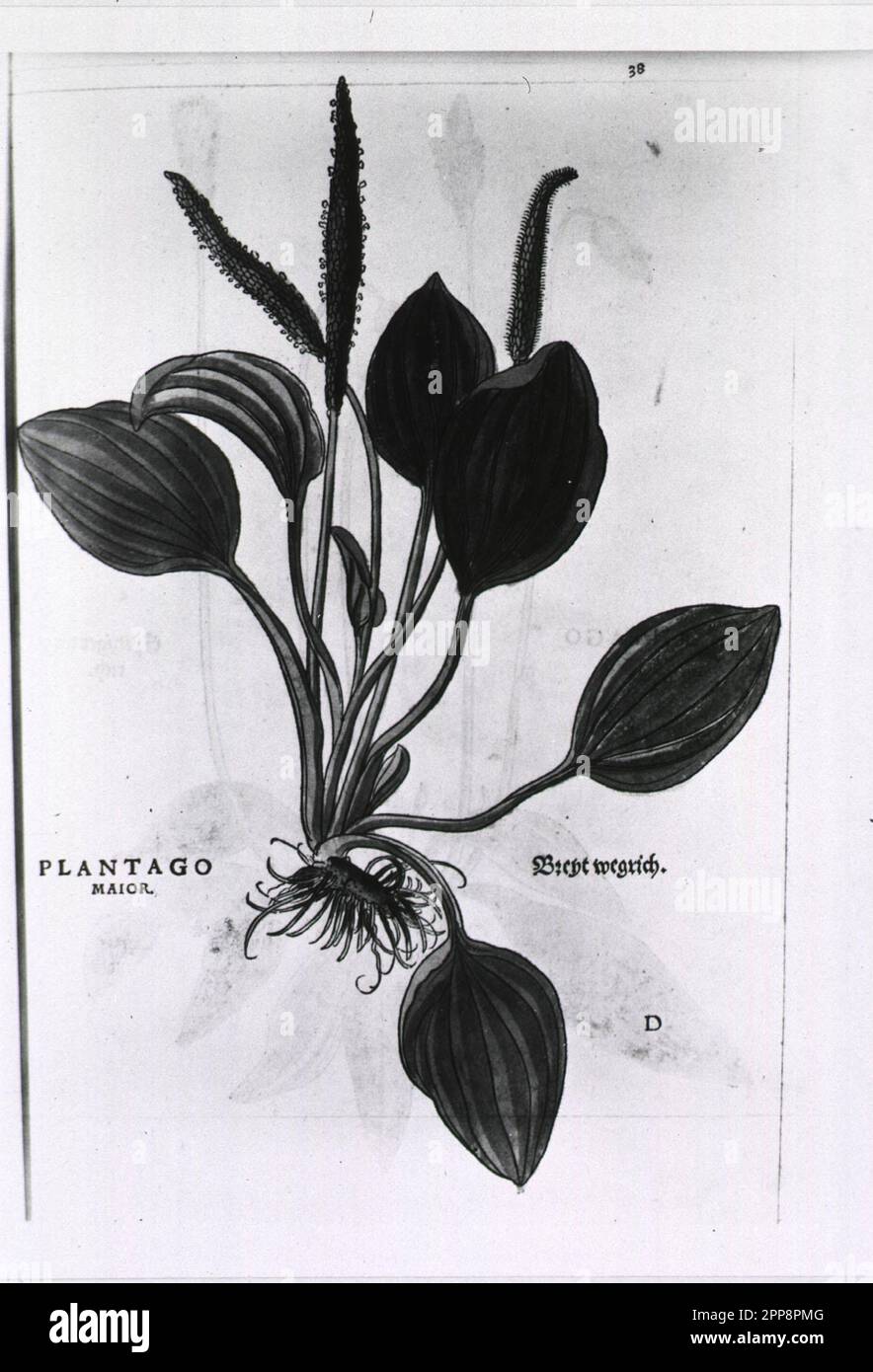 Plants of Medicinal Value to Particular Human Body Parts Stock Photo ...
