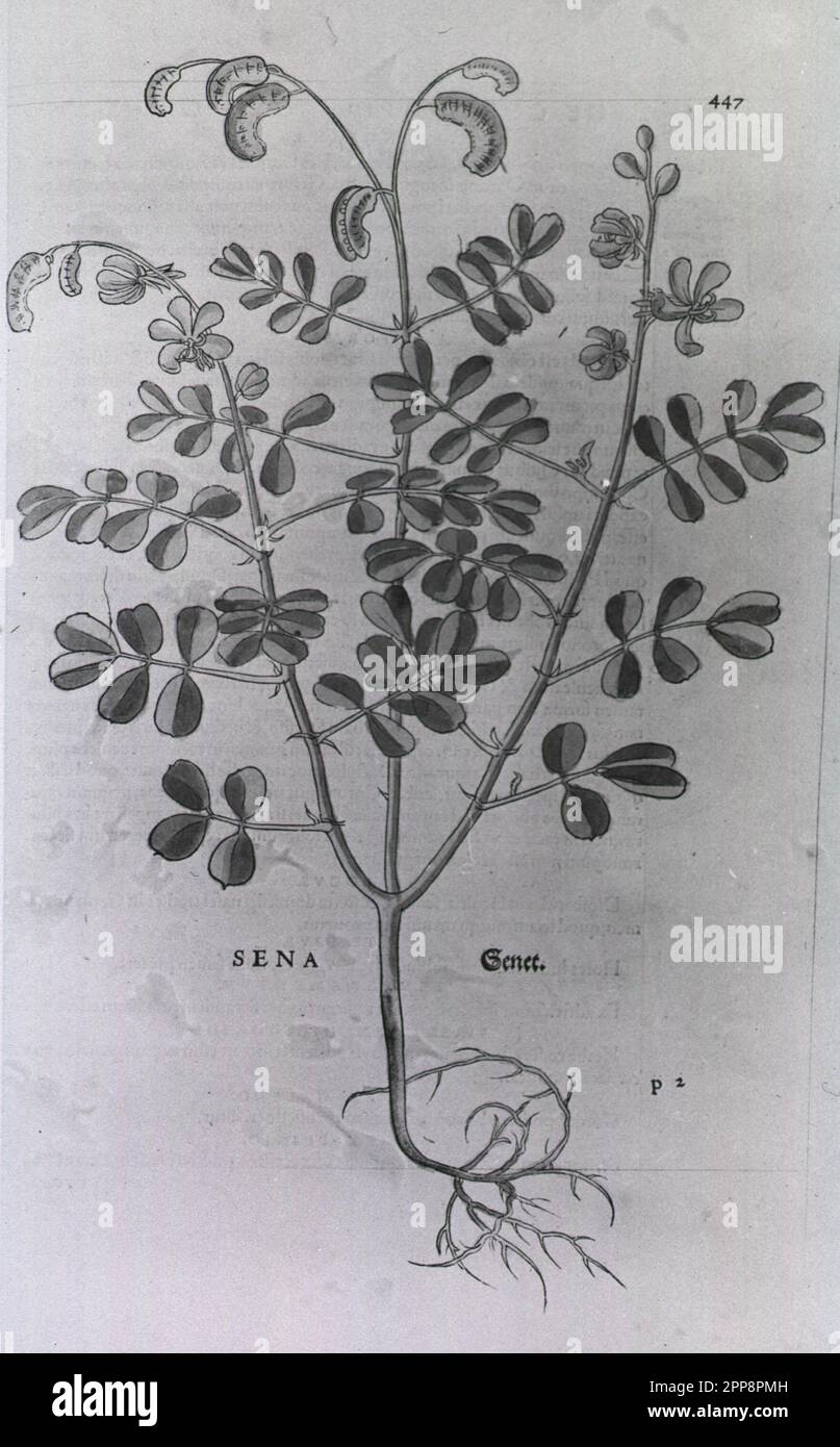 Plants of Medicinal Value to Particular Human Body Parts Stock Photo ...