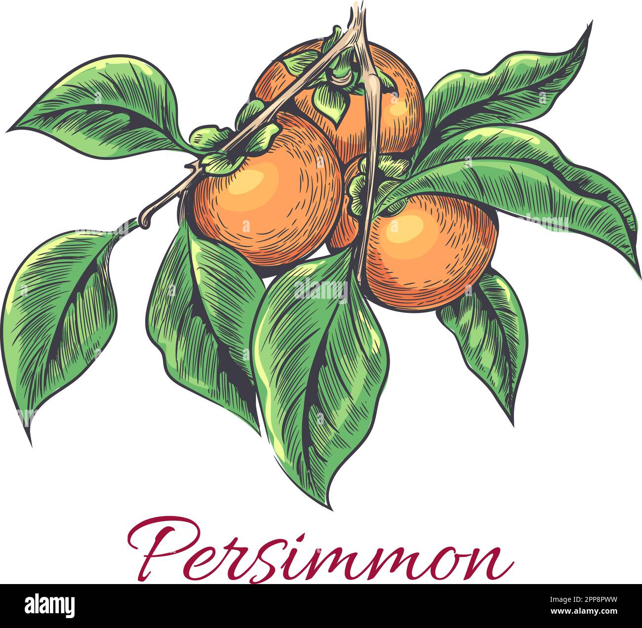 Persimmon branch sketch Stock Vector Image & Art - Alamy