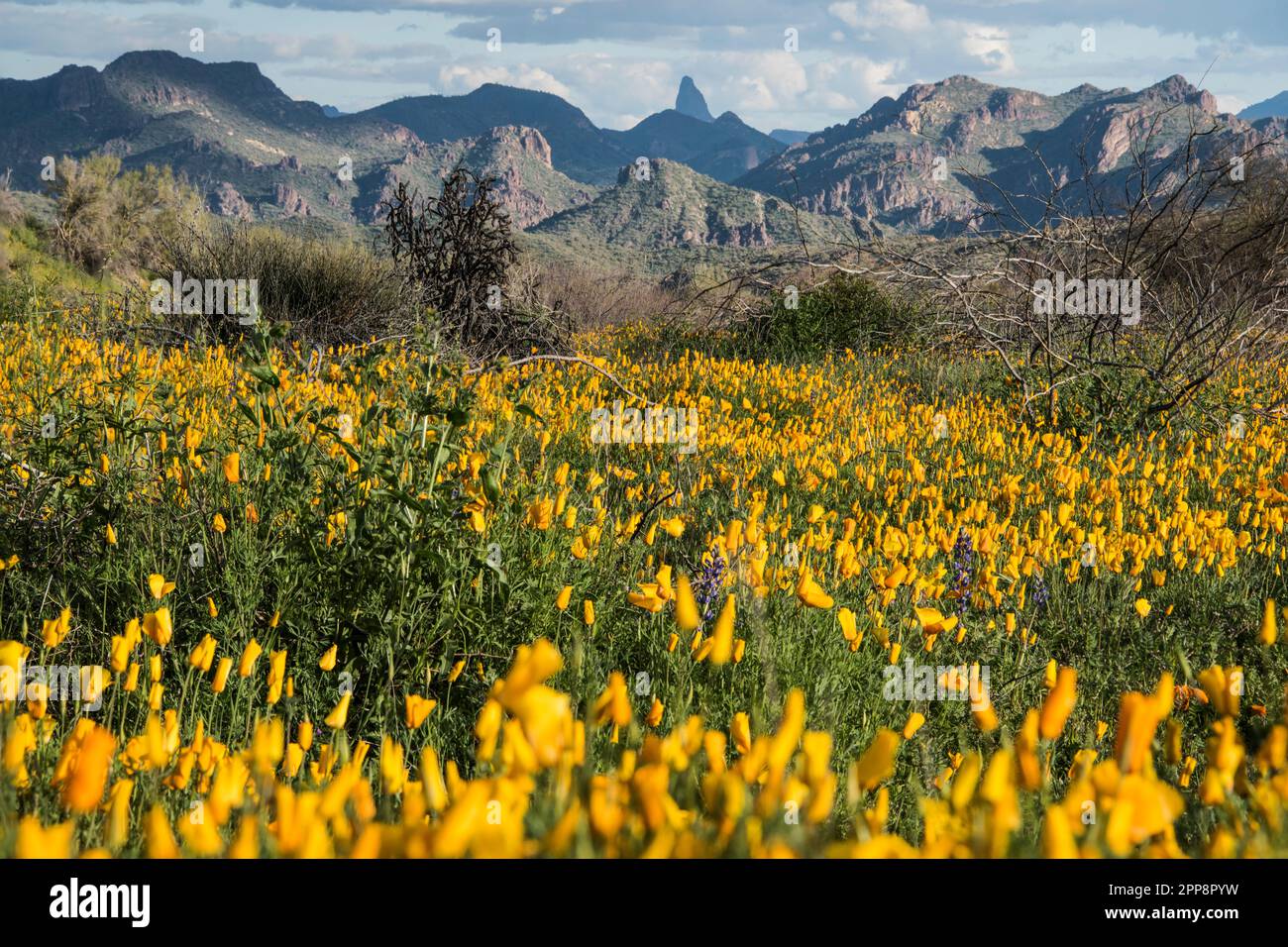 Scenic landscape looking south and including Needle Peak, Tonto ...
