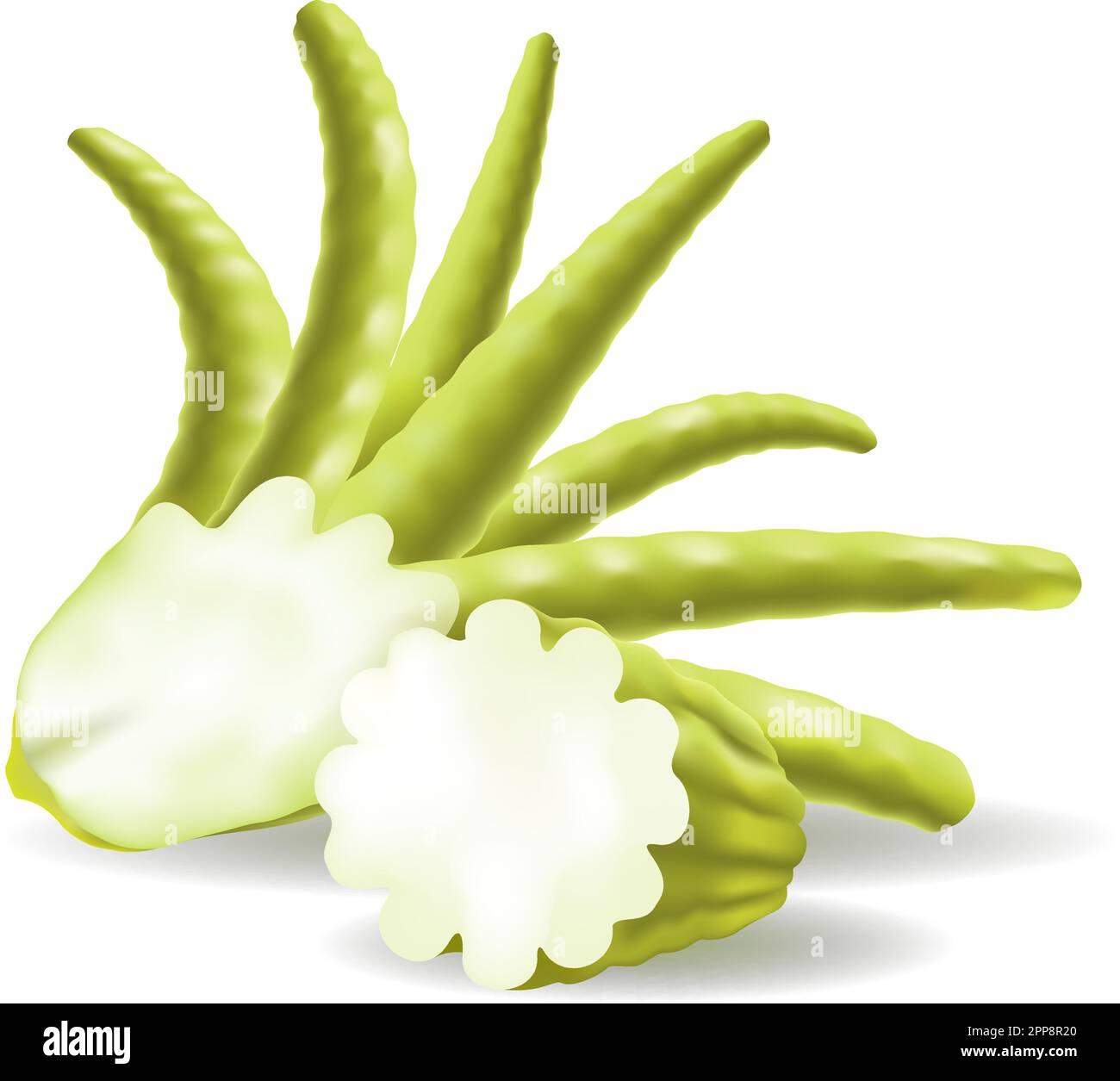 Green buddha hand fruit Stock Vector Image & Art - Alamy