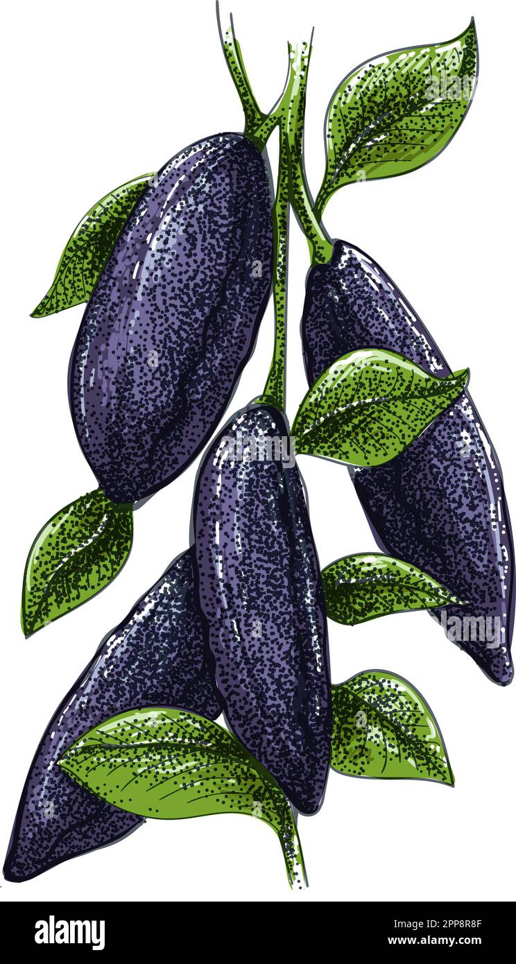 Finger lime colour sketch Stock Vector Image & Art - Alamy