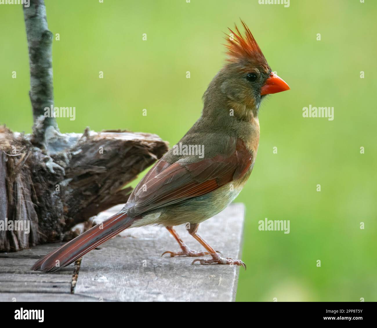 Table looking right hi-res stock photography and images - Alamy