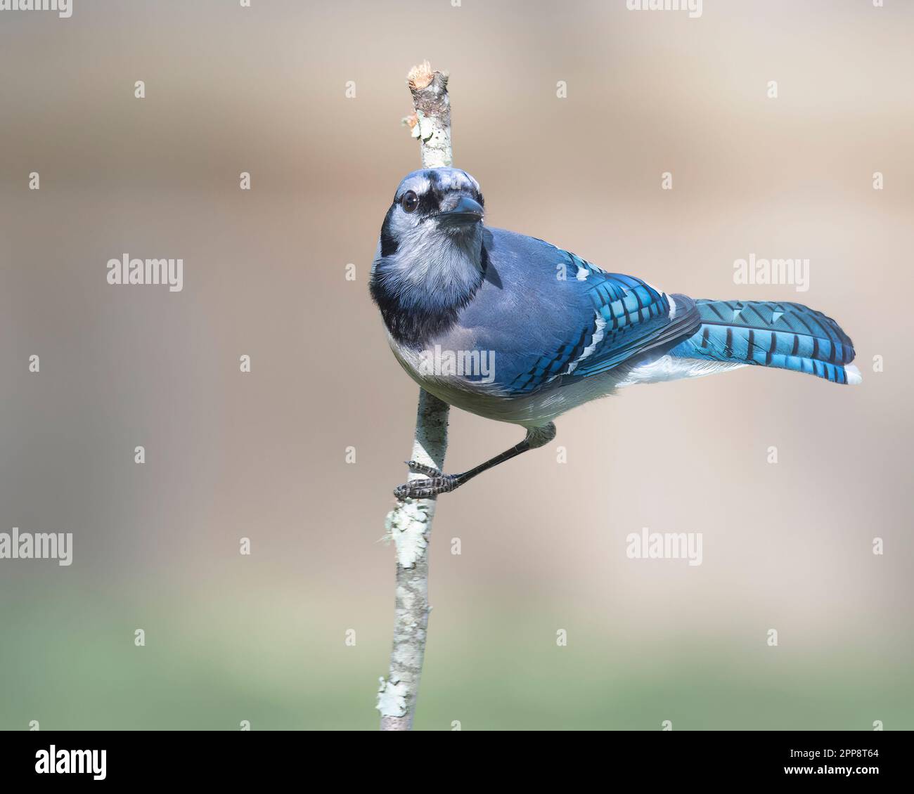 Jay on the tree hi-res stock photography and images - Alamy
