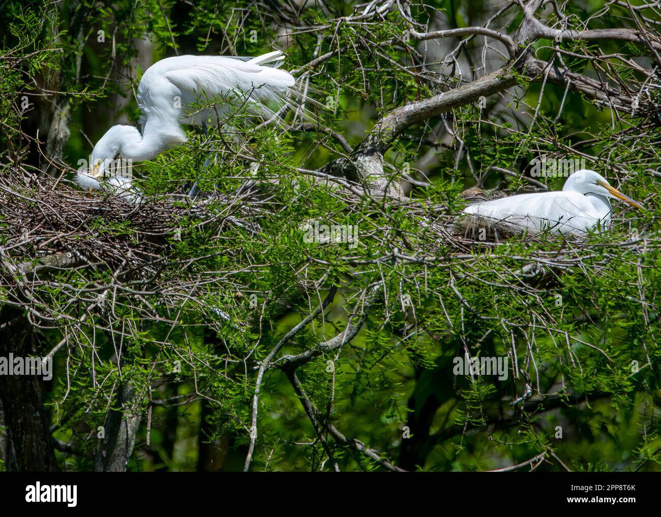 Egrets nesting in a Tree at a rookery Stock Photo - Alamy