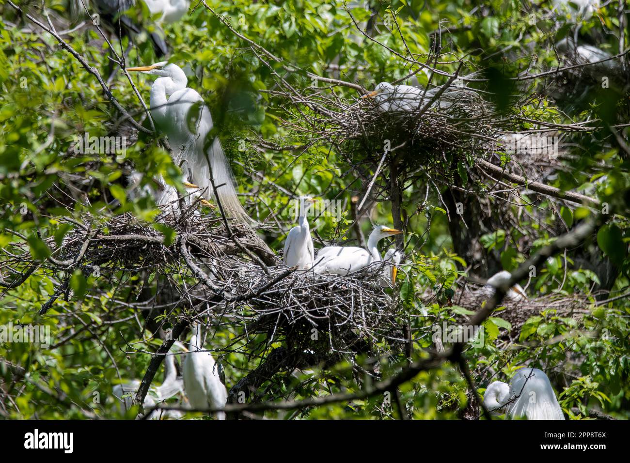 Egrets nesting in a Tree at a rookery Stock Photo - Alamy