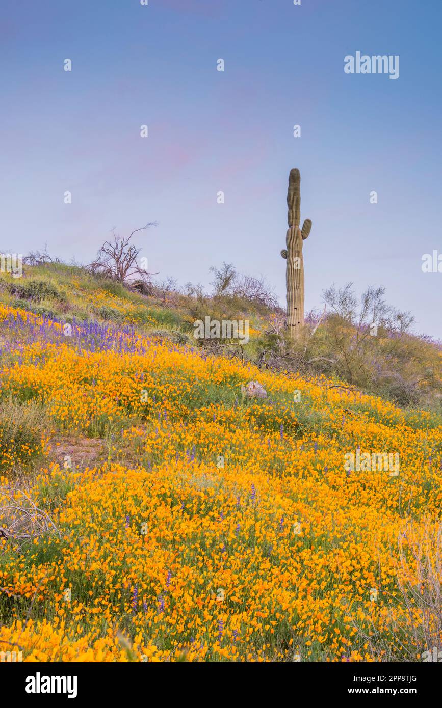Wildflower superbloom, Mexican poppies, on Bush Highway, Lower Salt ...
