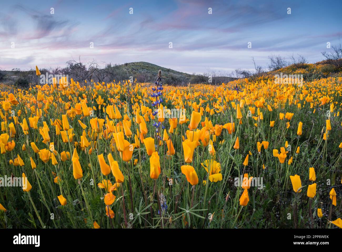 Scenic landscape of wildflower superbloom, 2023, Bush Highway, Lower ...