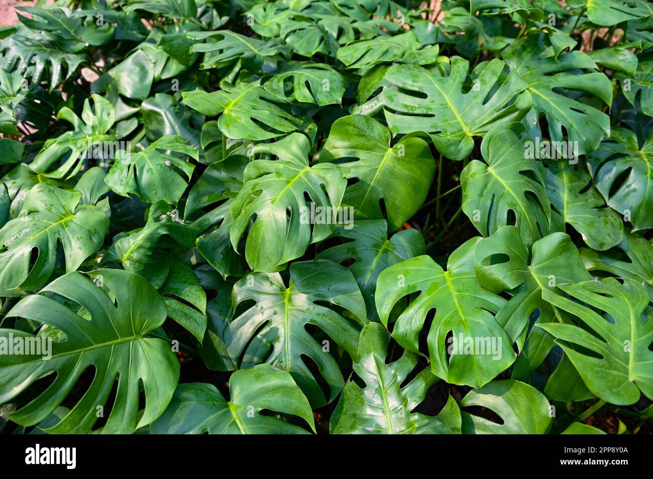 Monstera delicosa leaves textured background , leaves of leaves of ...
