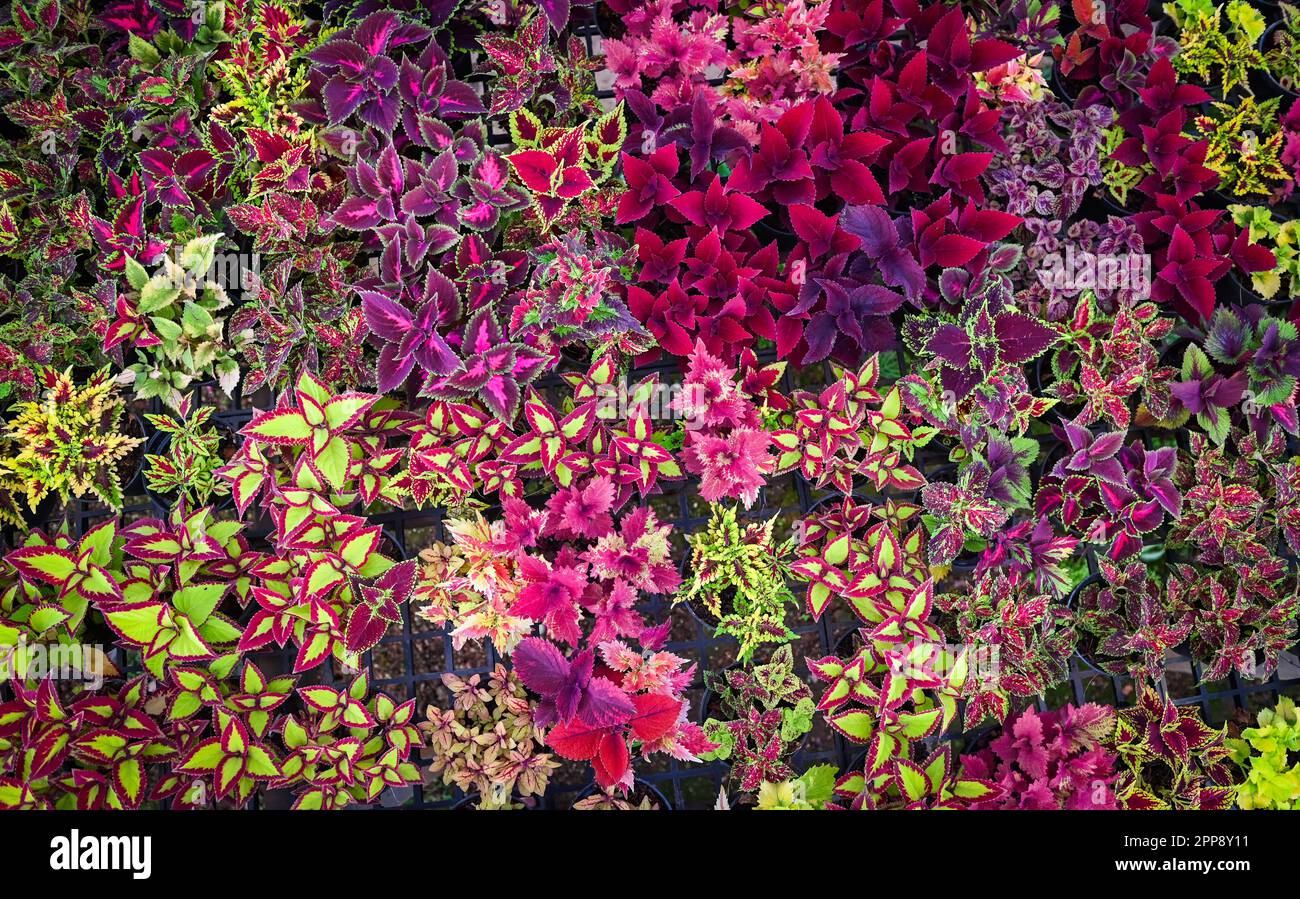 colorful plant wall beautiful plant in pot, coleus many kinds red green ...