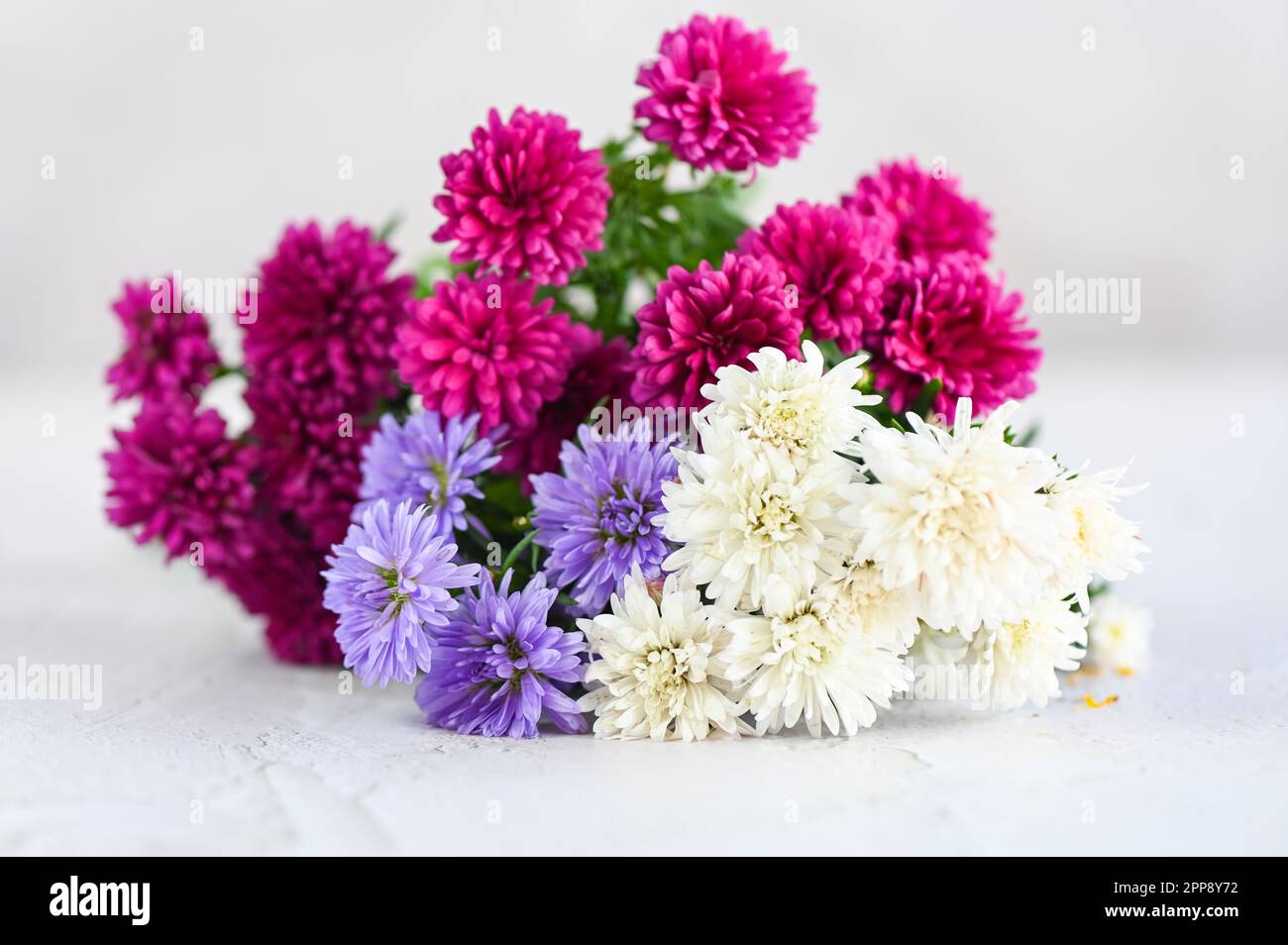colorful flower blossom on white , purple pink flowers in the garden ...