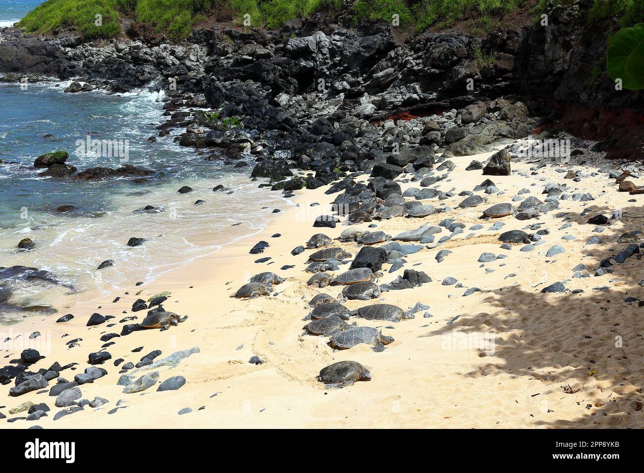 Hookipa Beach, Maui - Hawaii: Hawaii's famous green turtles come on to ...