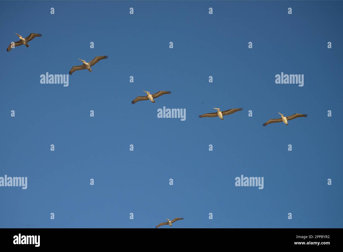 Flock of brown pelican flying towards camera & overhead against ...