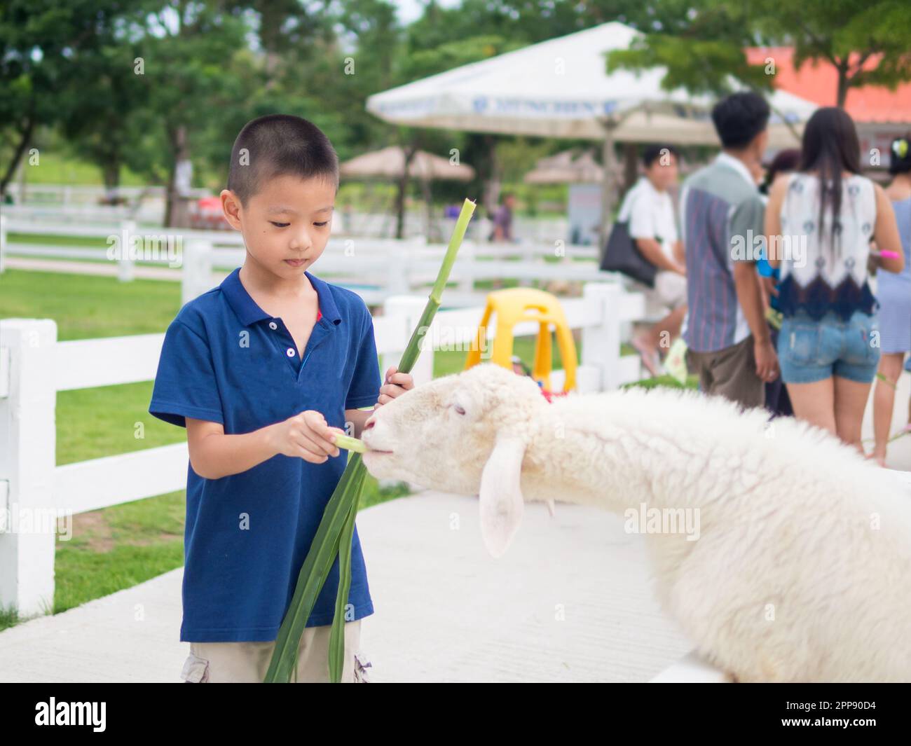 Asian boy Feeding a Sheep Stock Photo - Alamy