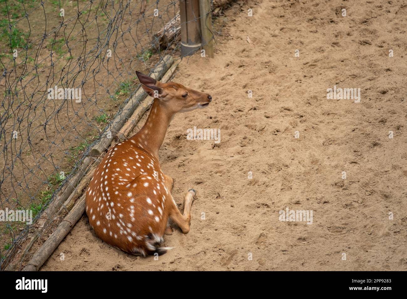 Deer laying down in Seoul Forest, South Korea Stock Photo - Alamy