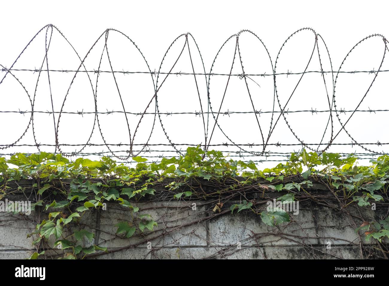 Barbed wire steel wall boundary with sky on the background Stock Photo ...