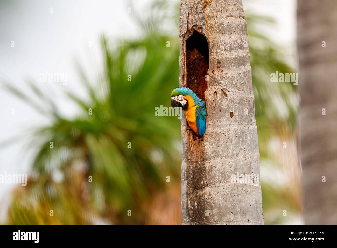 Blue-and-yellow macaw looking out of a hole of a palm tree trunk, side ...
