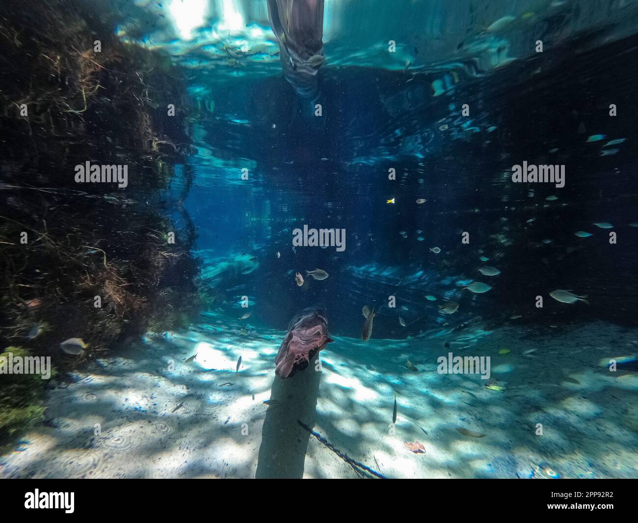 View underwater in a crystal clear rainforest river with tropical ...