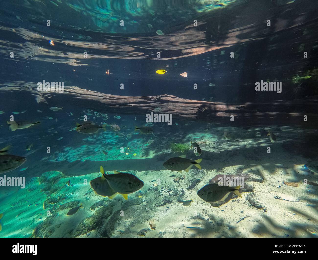View underwater in a crystal clear rainforest spring with tropical ...