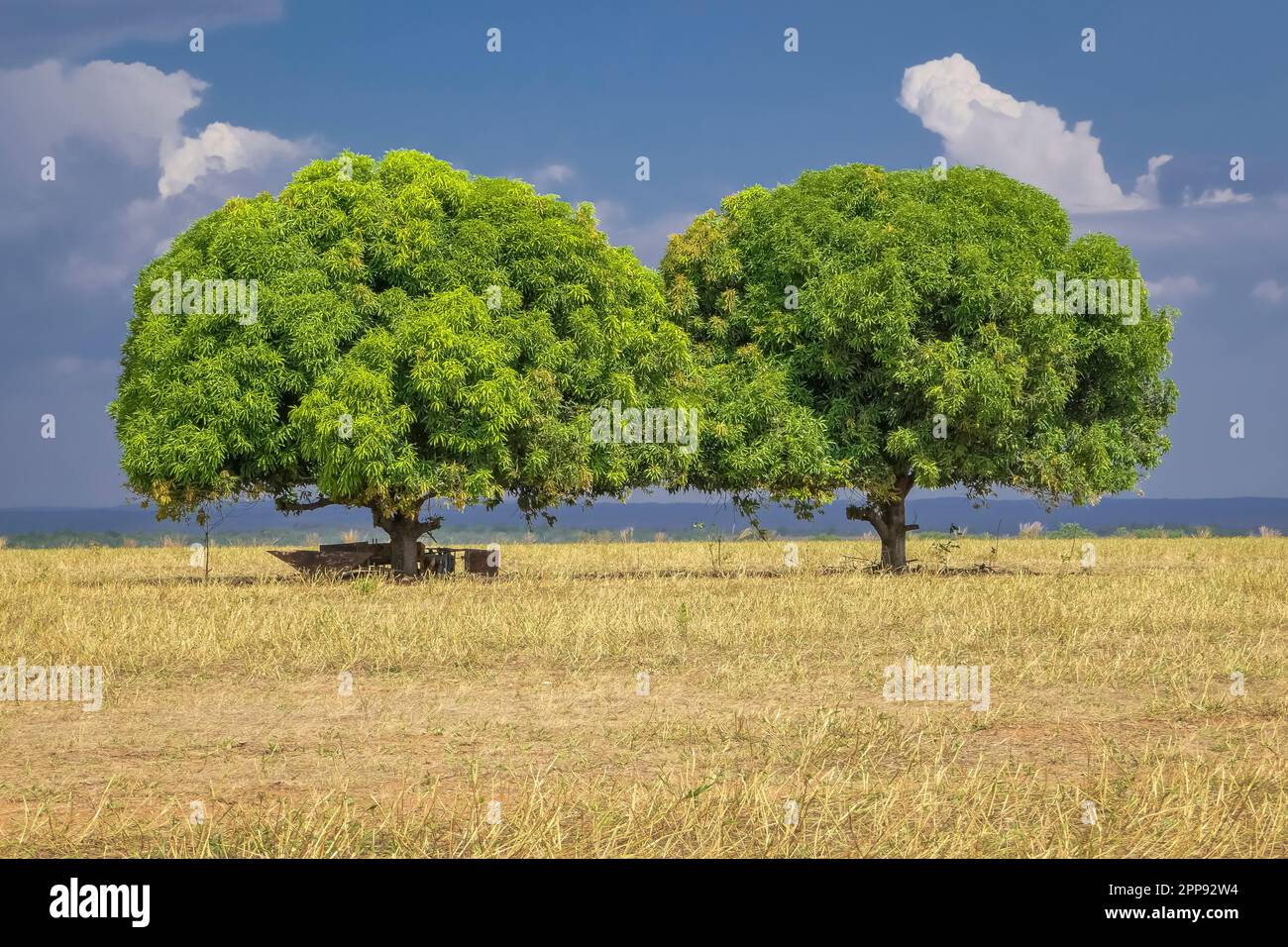 View to two trees with dense green foliage in a harvested yellow field ...