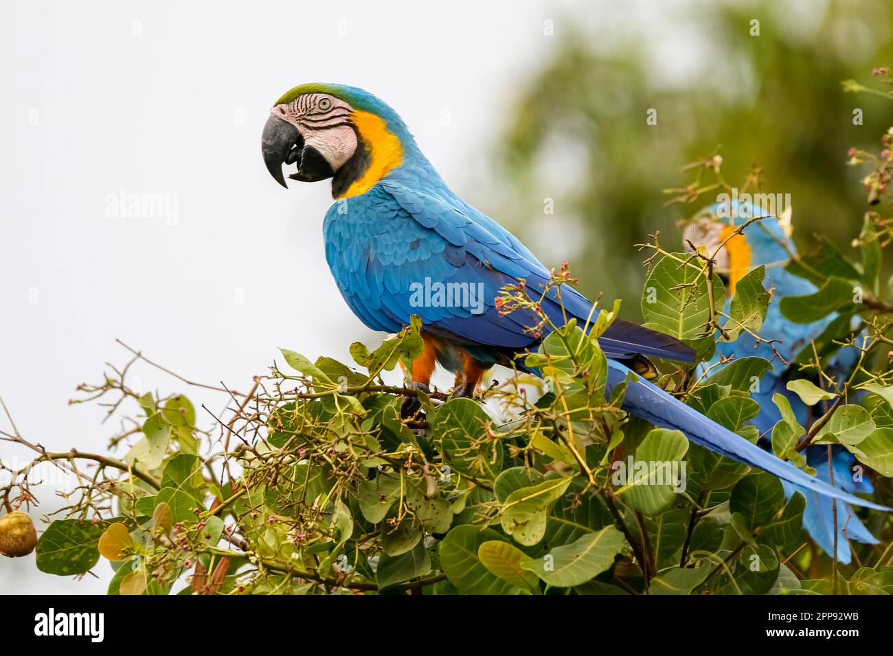 Two Blue-and-yellow macaws perching on a branch with leaves, side view ...