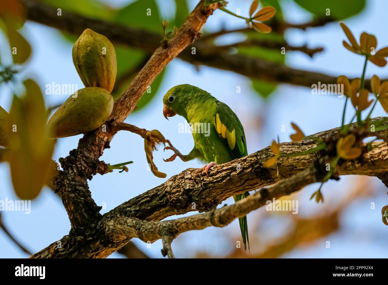 Yellow-chevronet Parakeet perching on a branch in a tree with blue ...