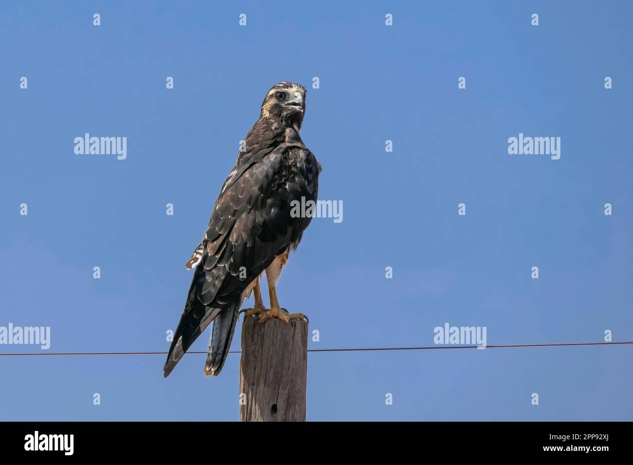 Common black hawk hi-res stock photography and images - Alamy