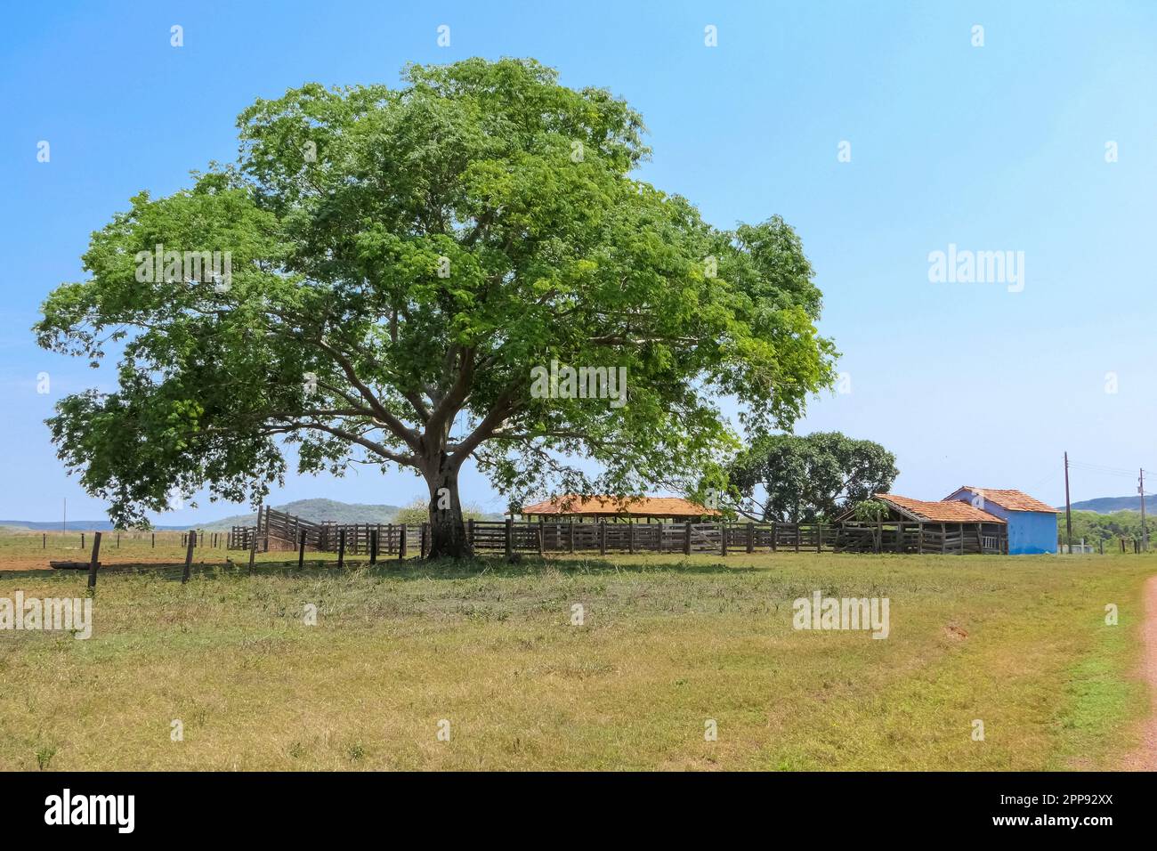 Brazilian cerrado hi-res stock photography and images - Alamy