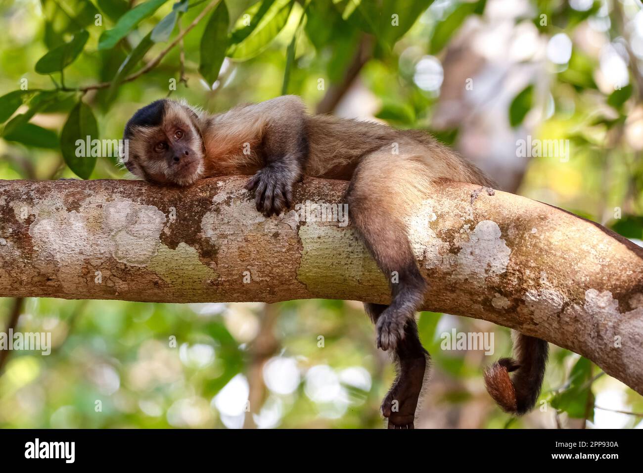 Hooded Capuchin laying relaxed on a branch in a tree, arms and legs ...