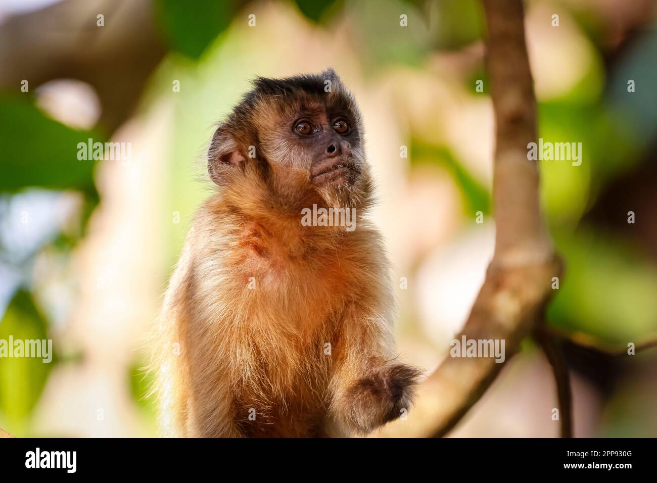 Portrait of a Hooded Capuchin looking up in a tree defocused background ...