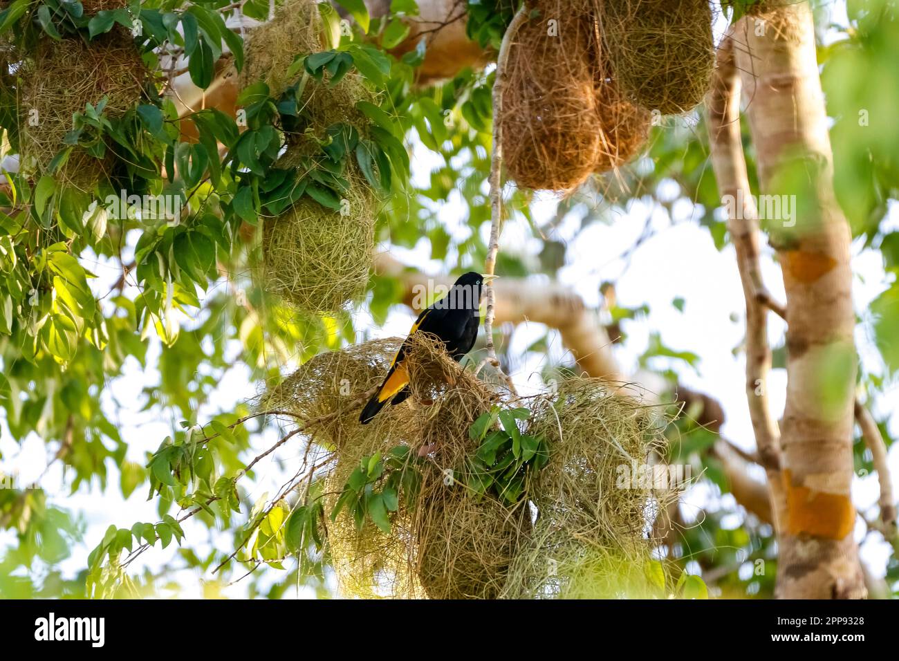 Yellow-rumped Cacique perching on his artfully woven nest in a tree ...