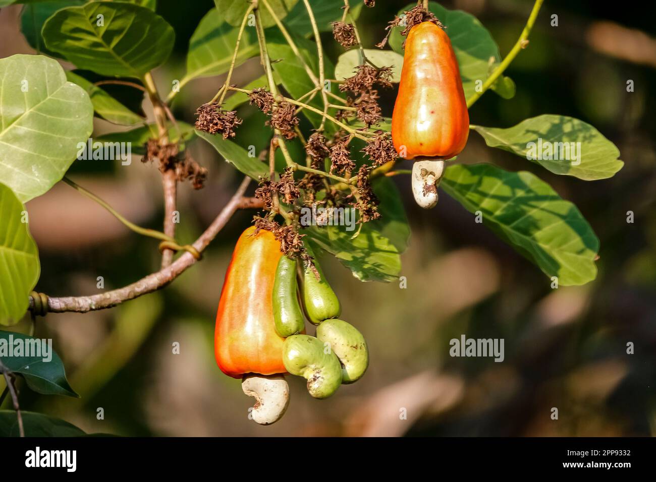 Close-up of sunlit red fruits of a cashew tree in the Amazon rainforest ...