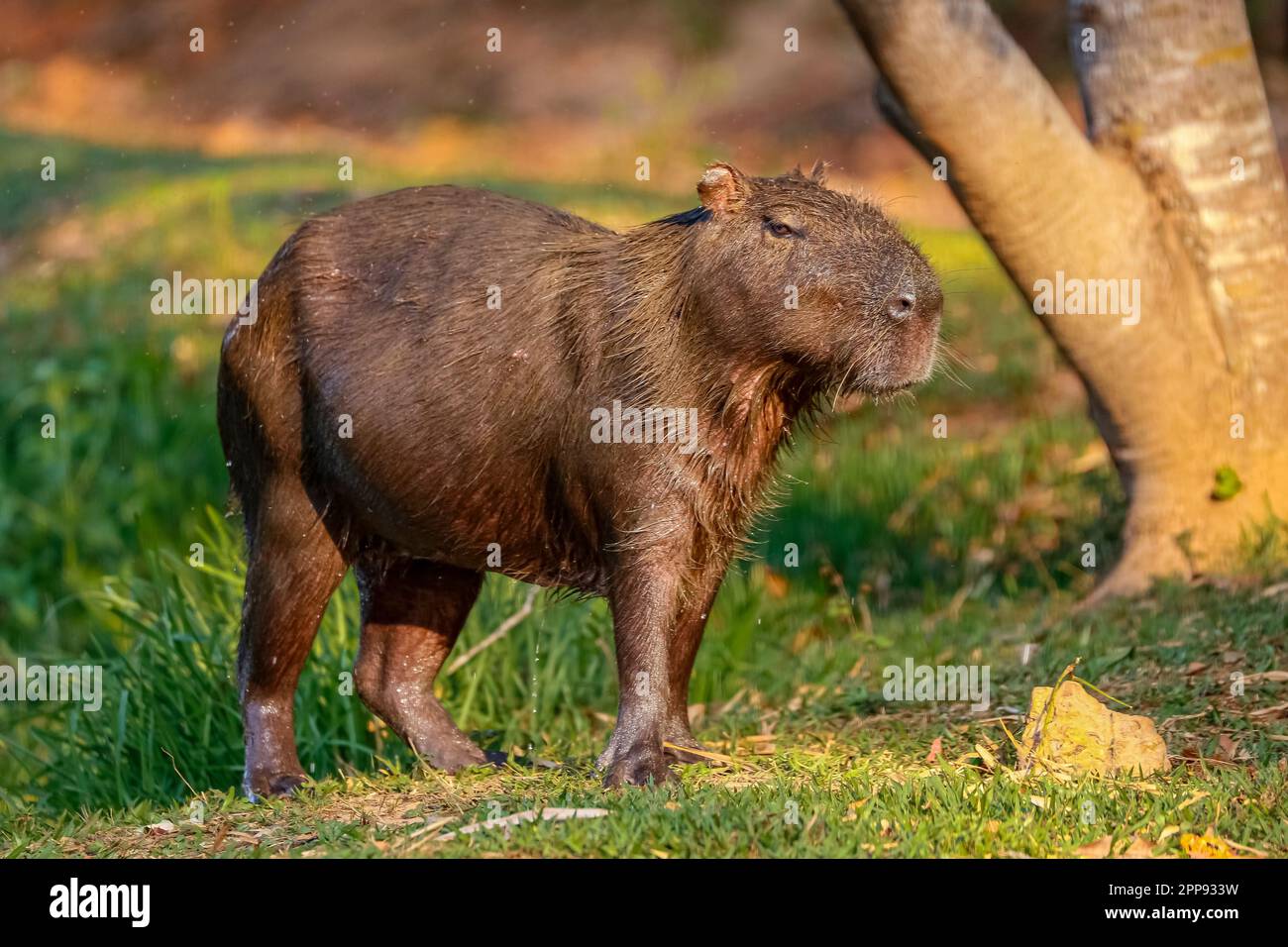 Capybara rio claro hi-res stock photography and images - Alamy